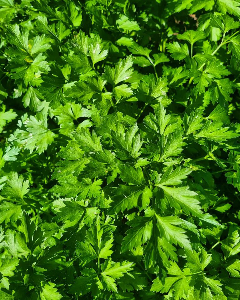 Fresh Parsley – Adam Yn Yr Ardd