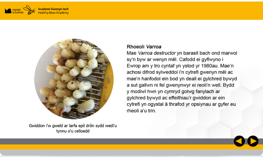 Cwblhau Modiwlau’r Academi Gwenyn Iach – Adam Yn Yr Ardd